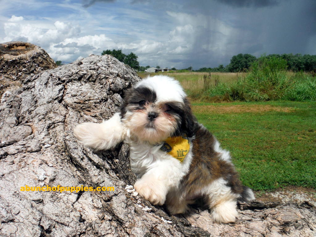abunchofpuppies.com - Shih-Tzu